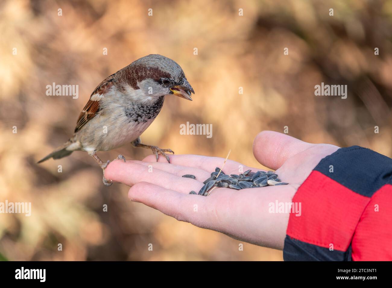 Sparrow eats seeds from a man's hand. A Sparrow bird sitting on the ...