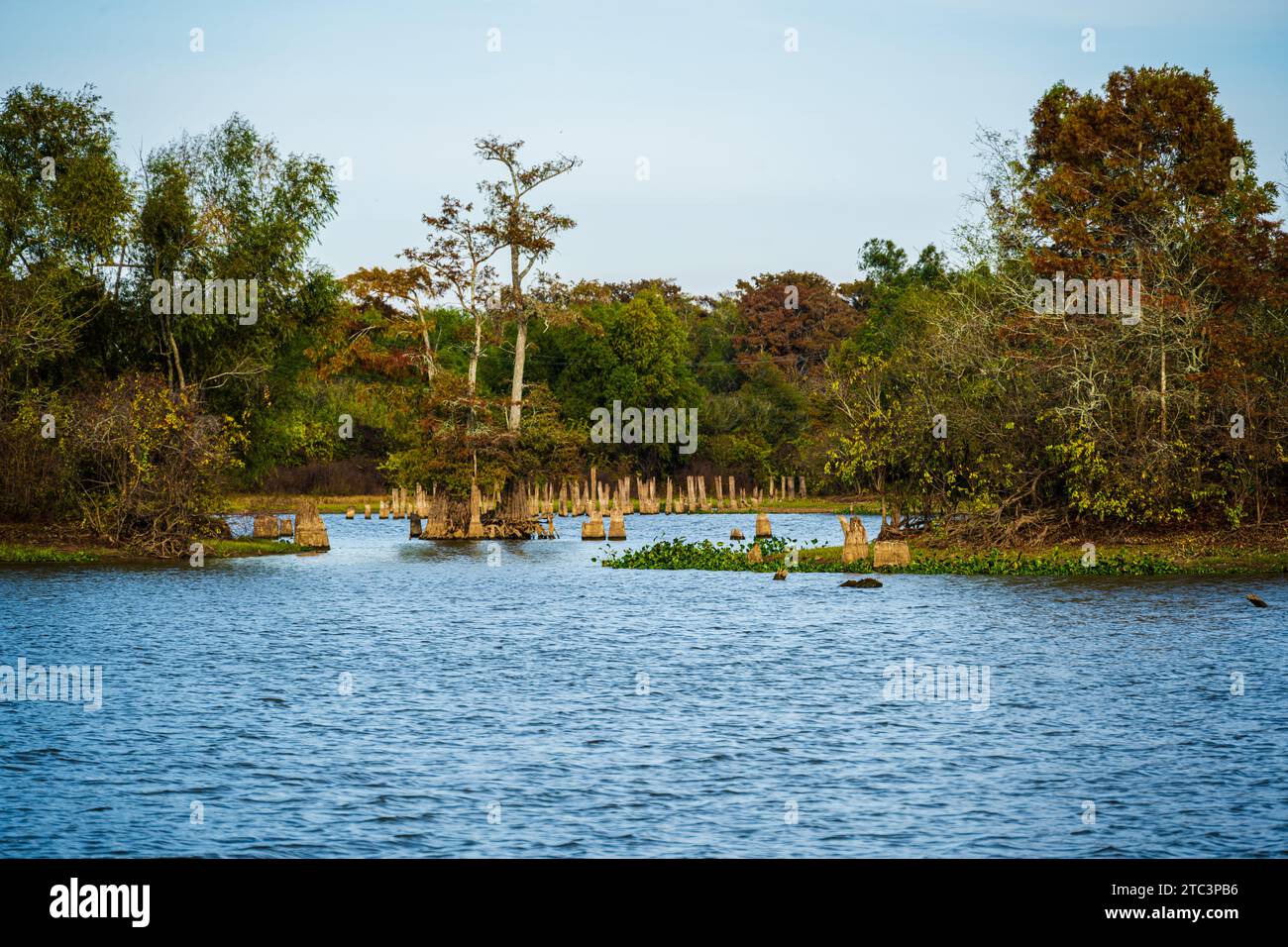 Photo of the shoreline, trees and hardwood tree stumps jutting out from ...