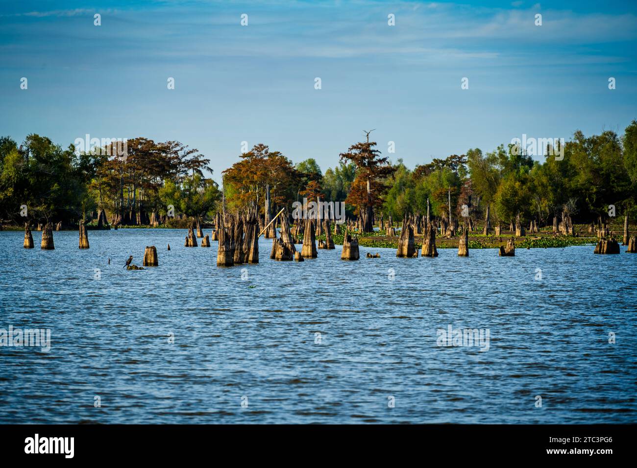 Photo of the shoreline and hardwood tree stumps jutting out from the ...