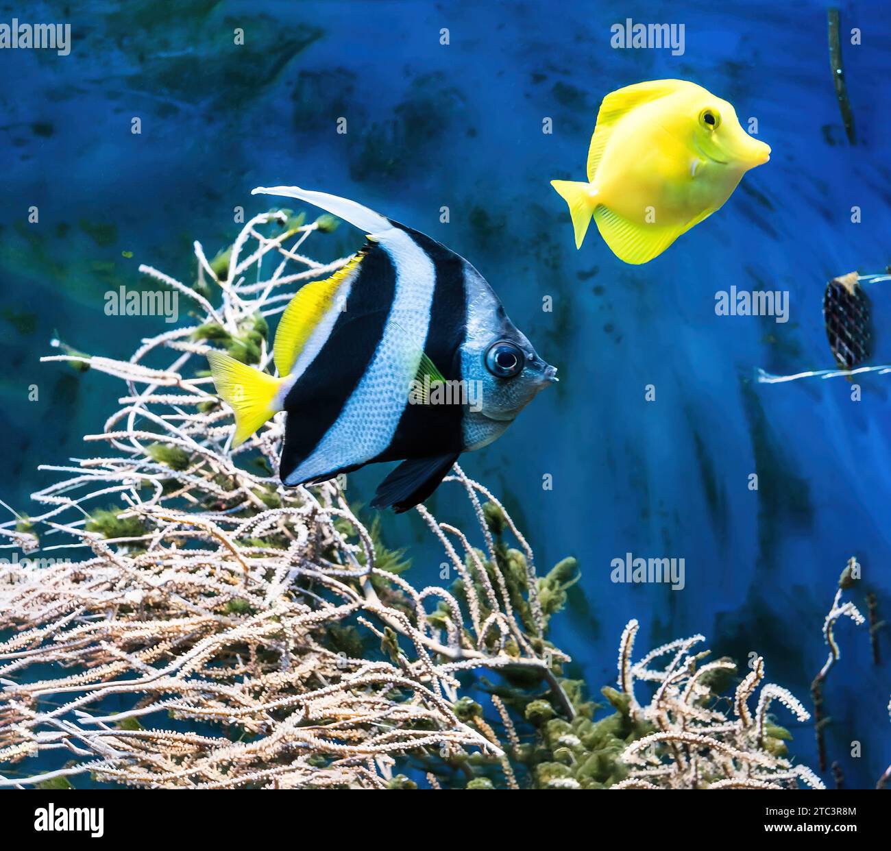 Funny tropical fish clownfish hi-res stock photography and images - Alamy