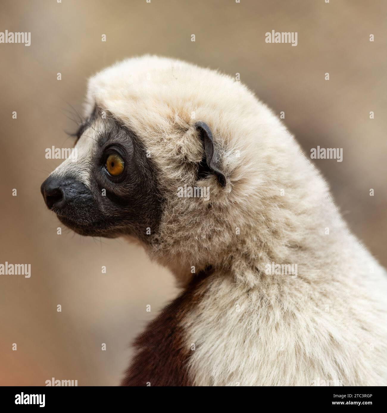 Coquerels sifaka, a diurnal, medium-sized lemur of the sifaka genus ...