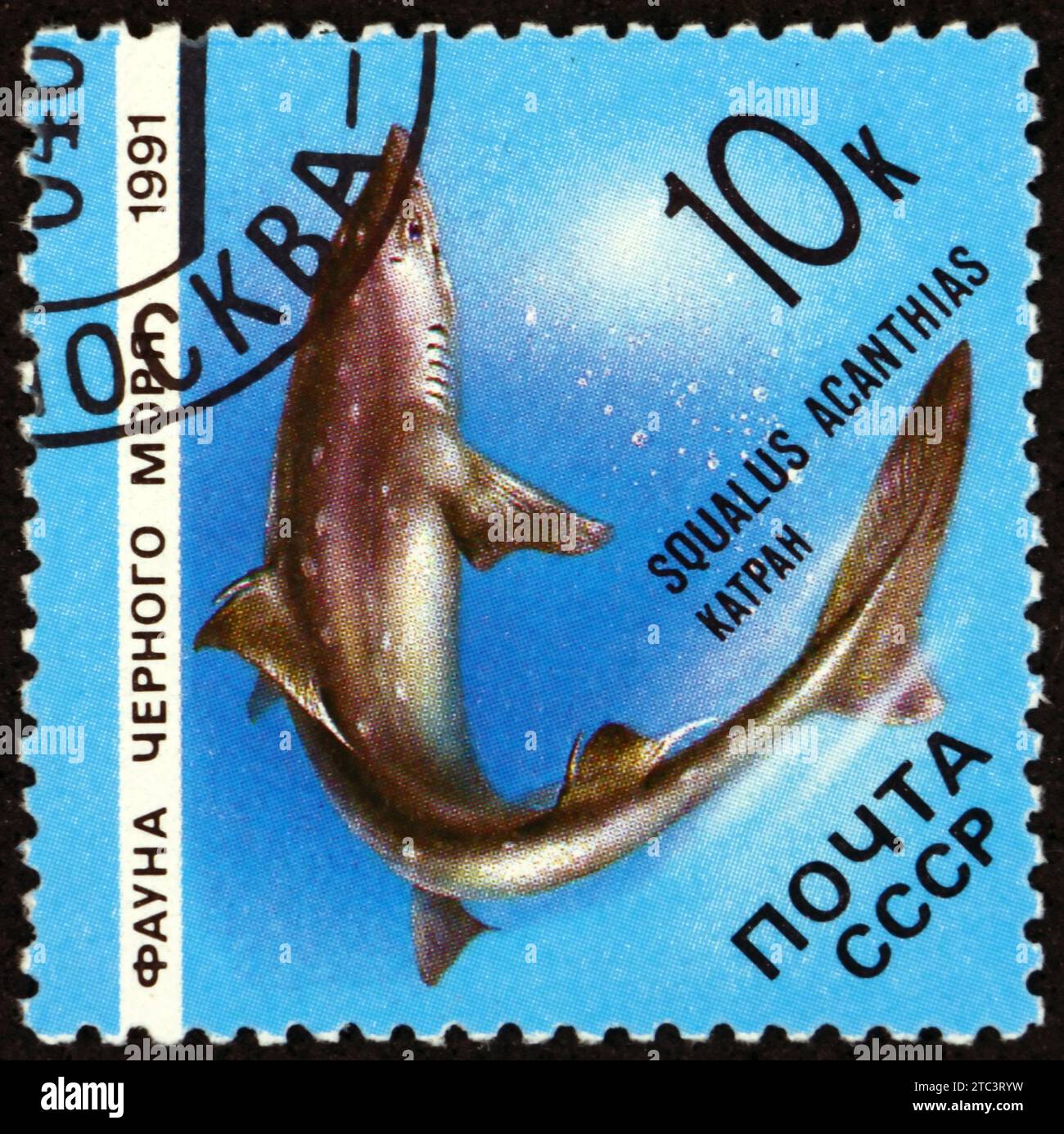 RUSSIA - CIRCA 1991: a stamp printed in Russia shows the spiny dogfish ...
