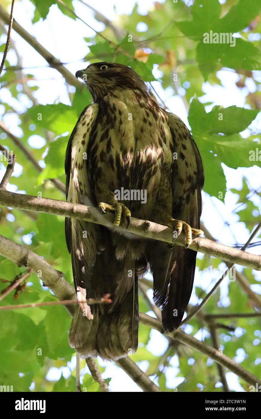 An Image of a juvenile Cooper's Hawk perched in a Maple tree at ...