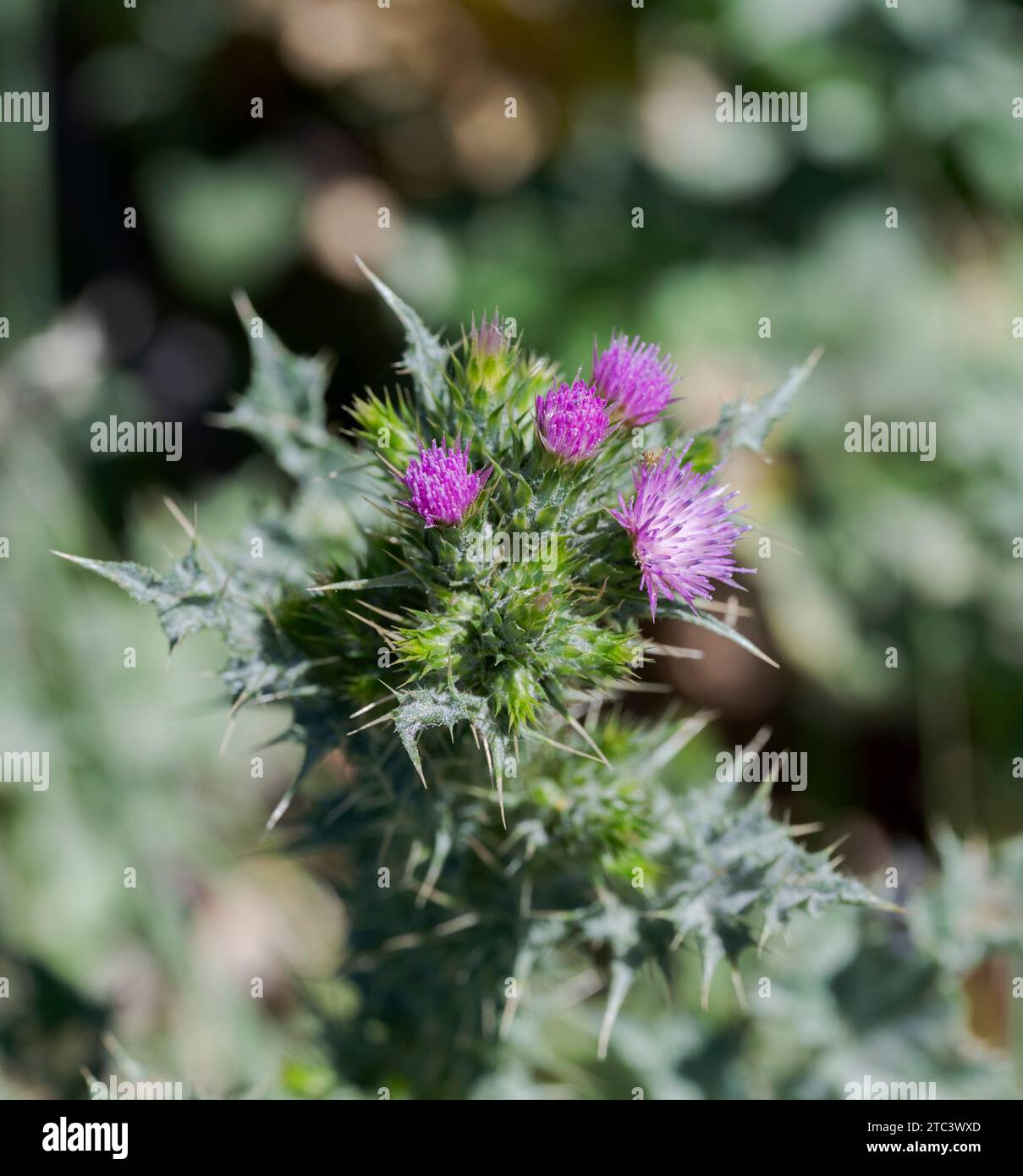 Slender-flower thistle, Carduus tenuiflorus. Photo taken in Colmenar ...