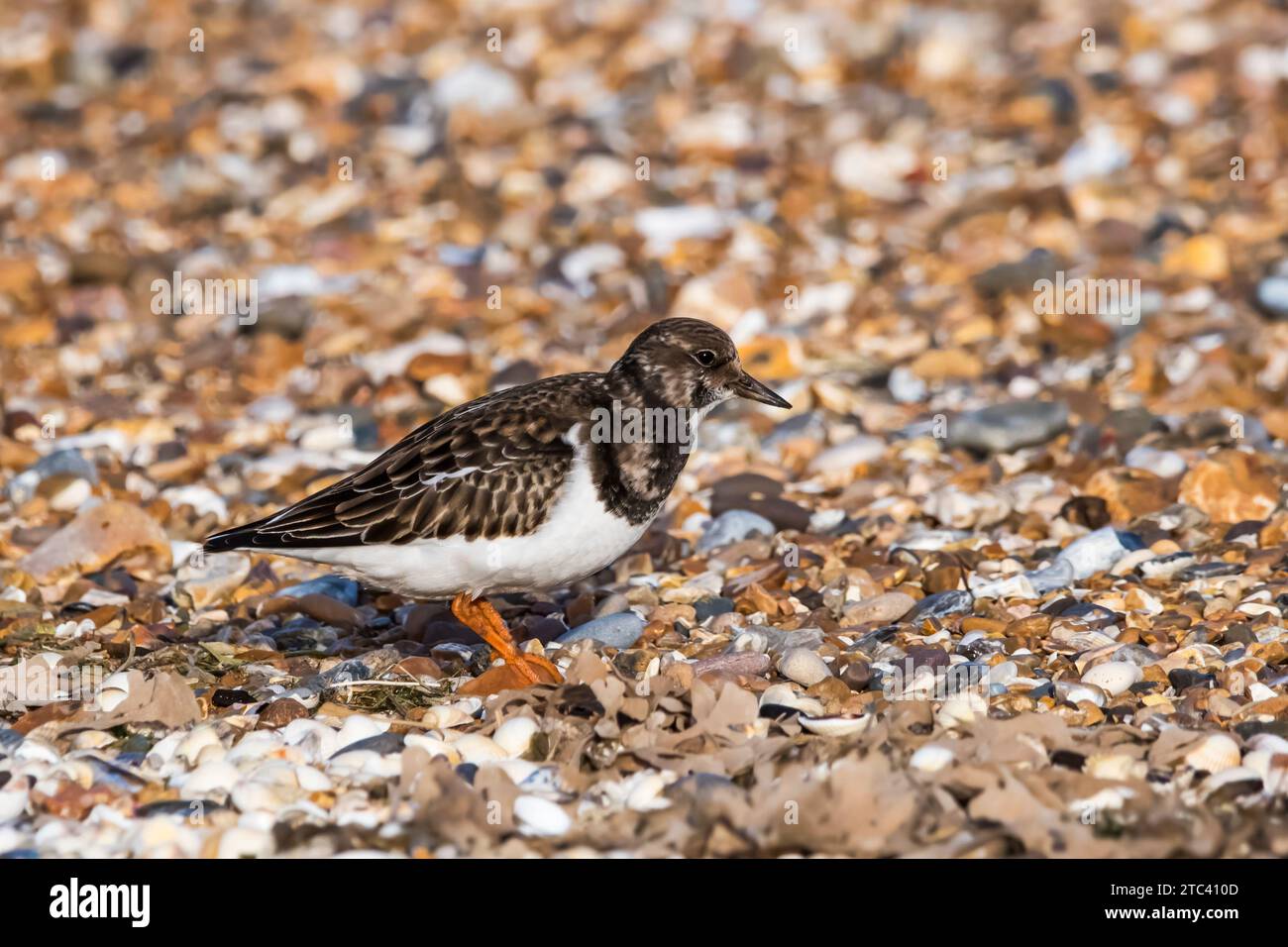A turnstone in winter plumage, Arenaria interpres, on a shingle beach ...