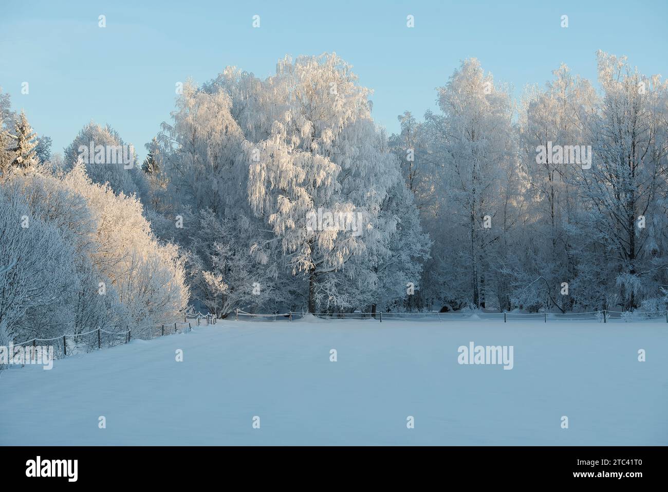 Swedish winter landscape in the countryside with trees when the snow ...