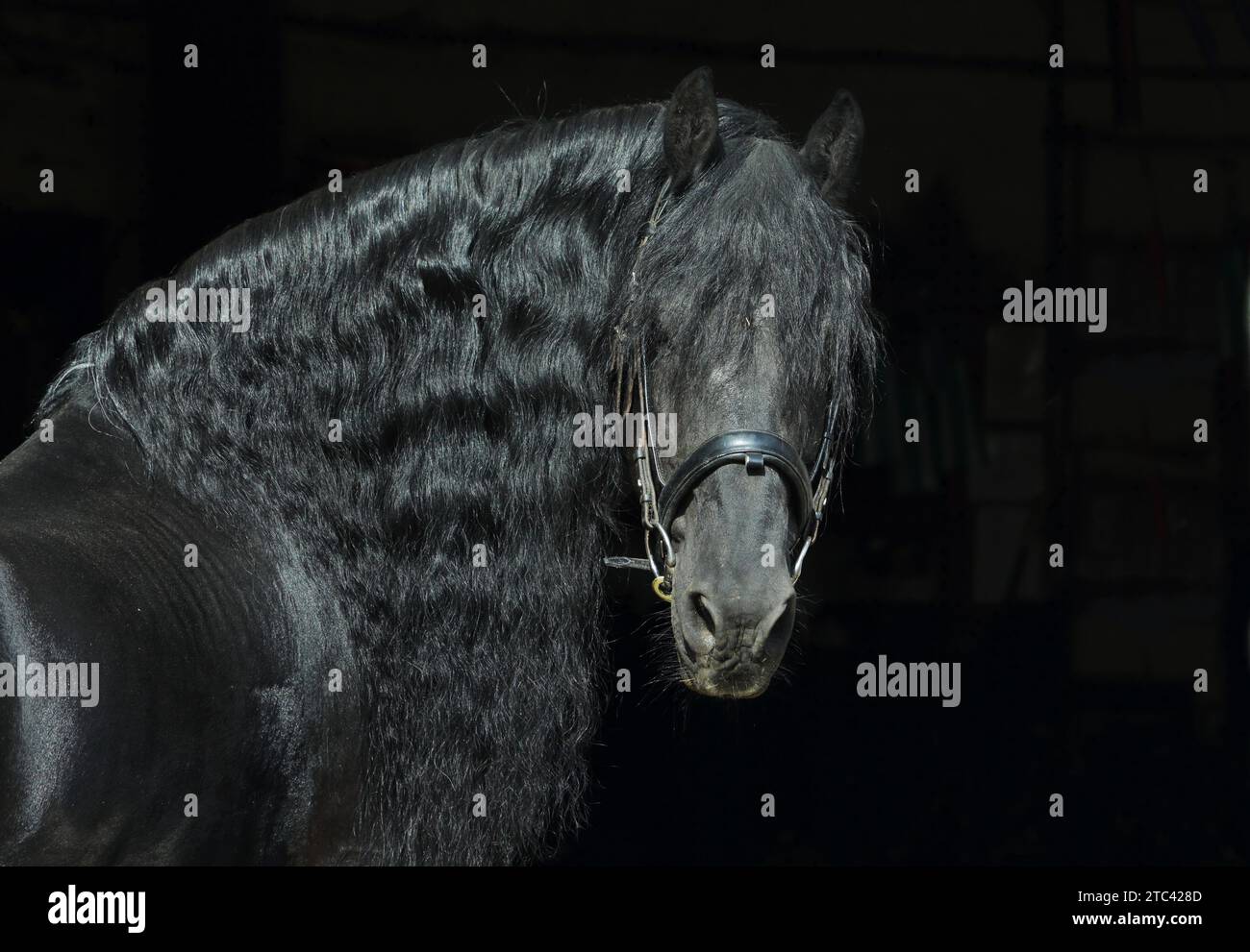 Friesian horse face hi-res stock photography and images - Alamy