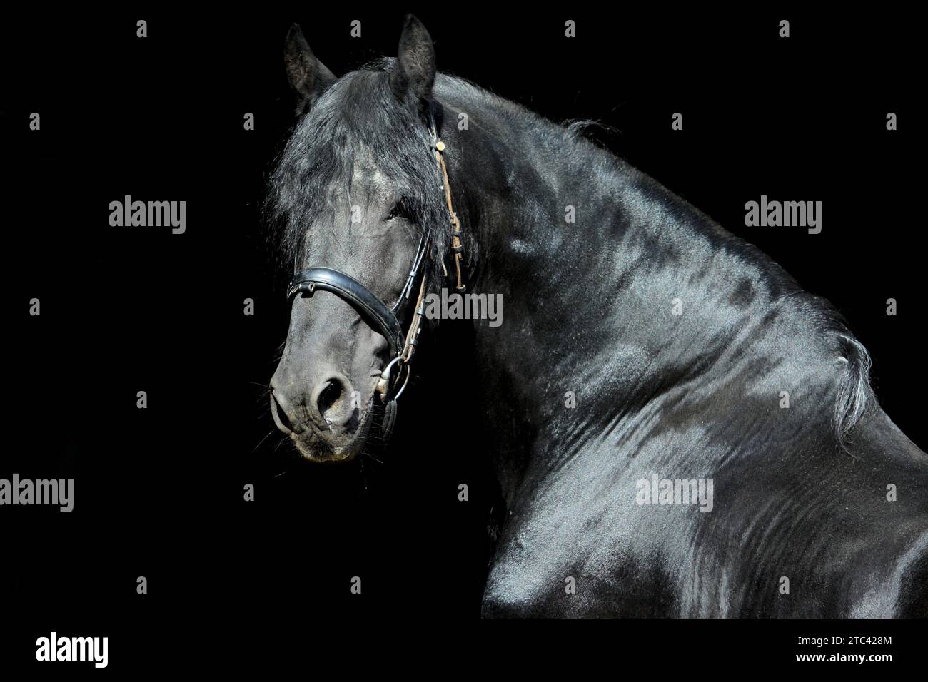 Friesian horse head hi-res stock photography and images - Alamy