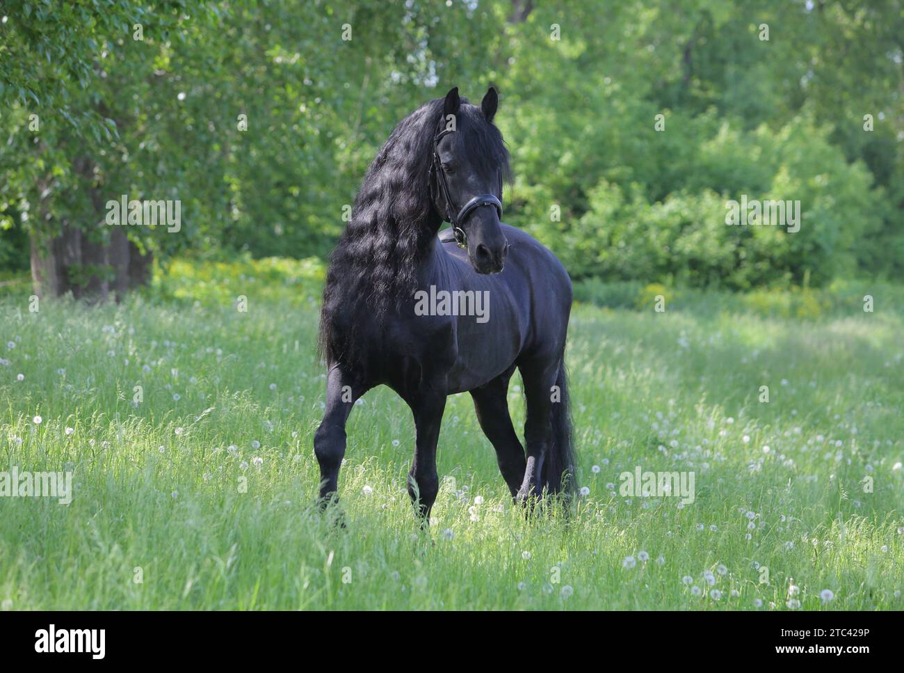 Friesian horse stallion portrait hi-res stock photography and images ...