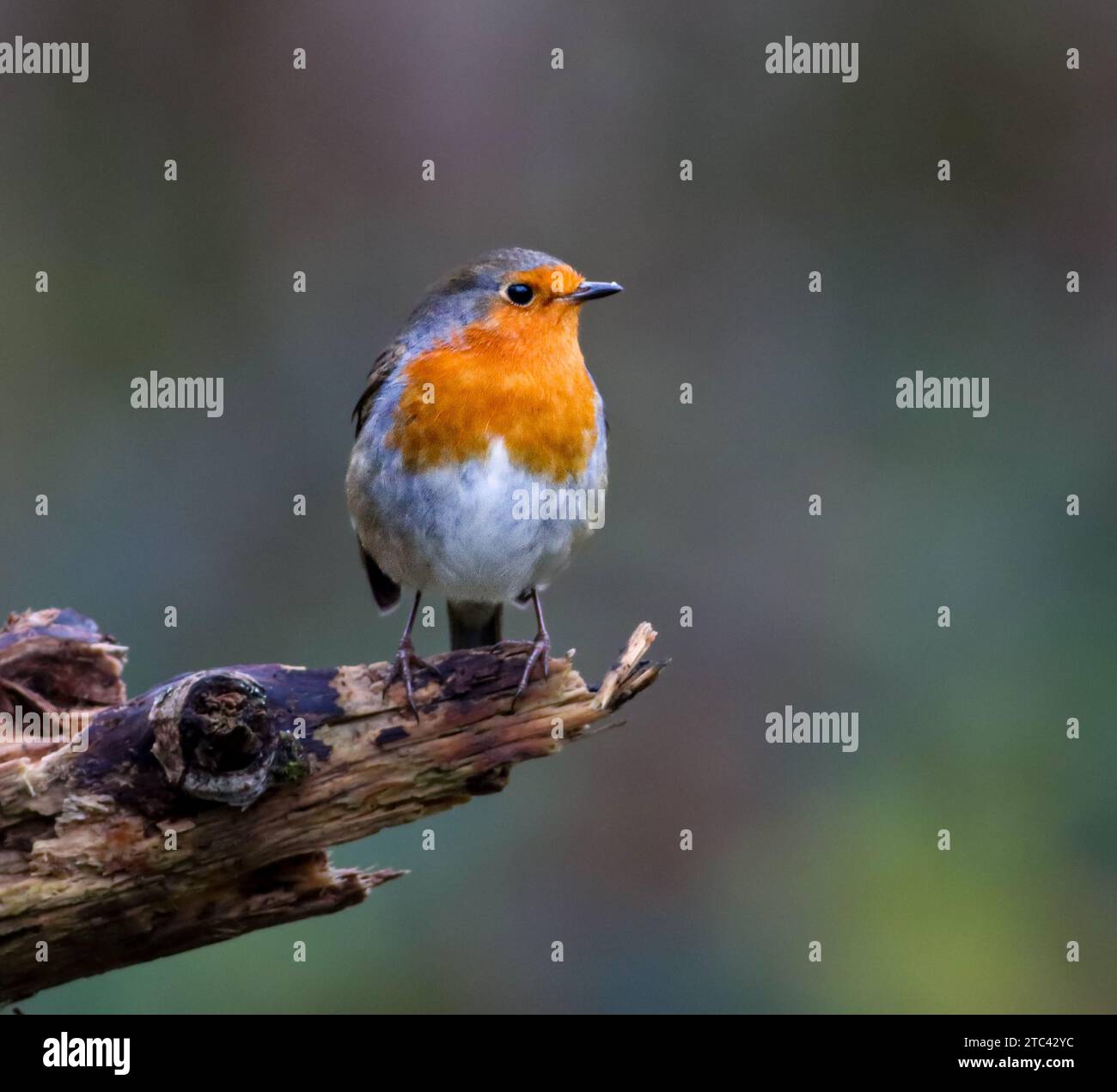Robin on a pine hi-res stock photography and images - Alamy