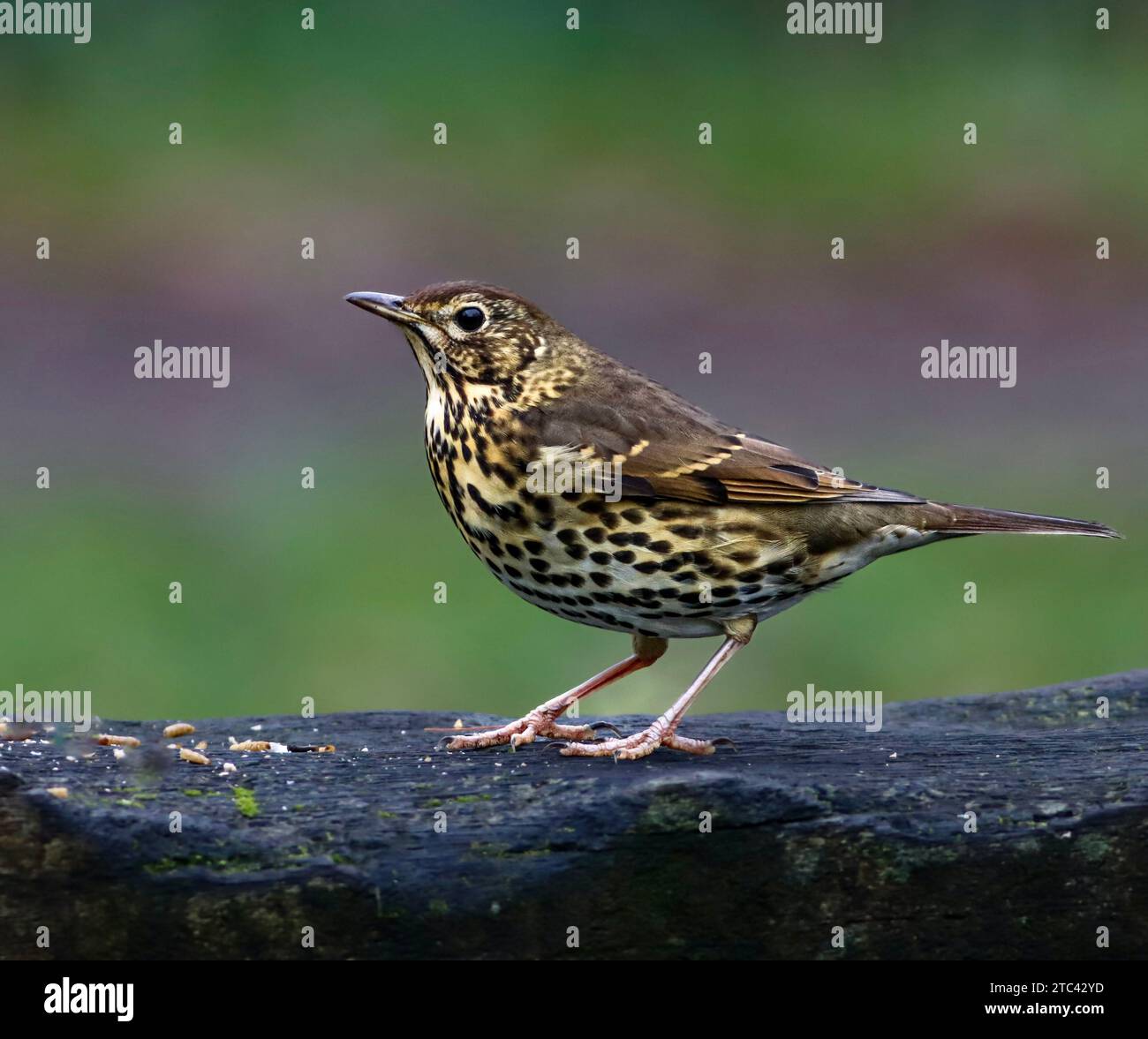 A small Song thrush bird with a brown chest perched atop a concrete ...