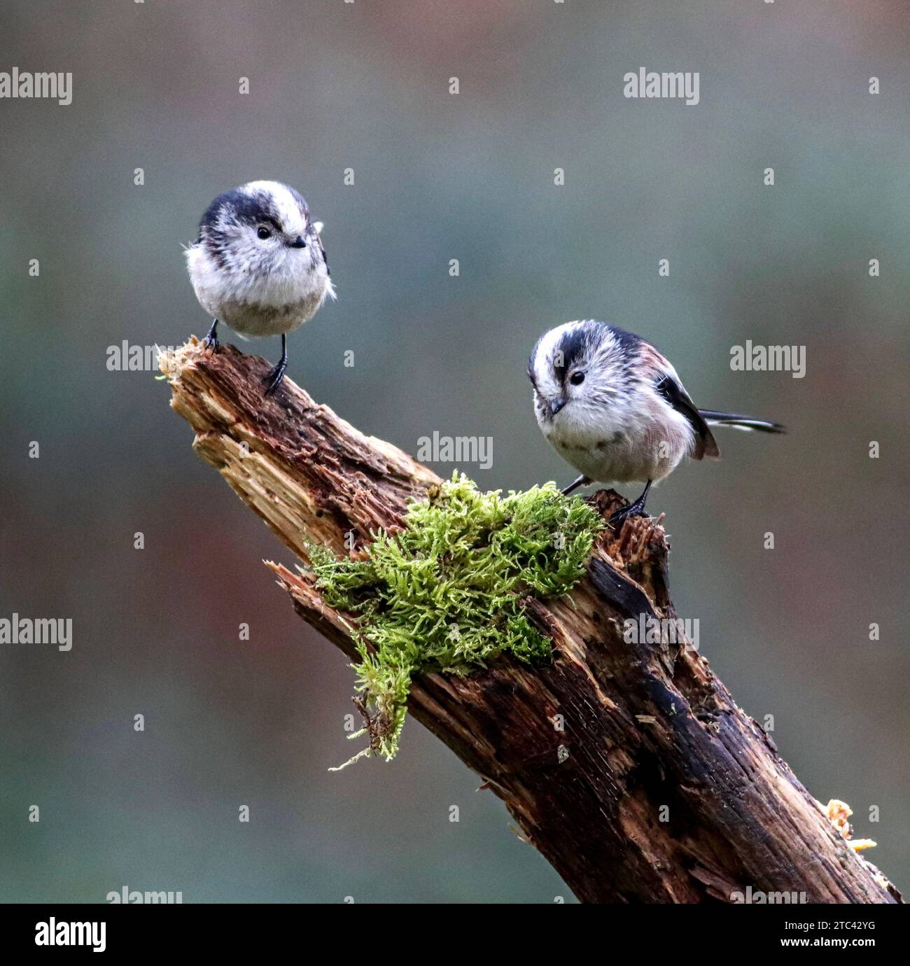 A peaceful moment is captured in this image featuring two birds perched ...