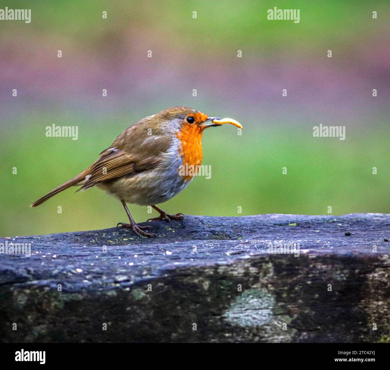 A small Robin perched atop a rugged rock in a lush, wooded environment ...