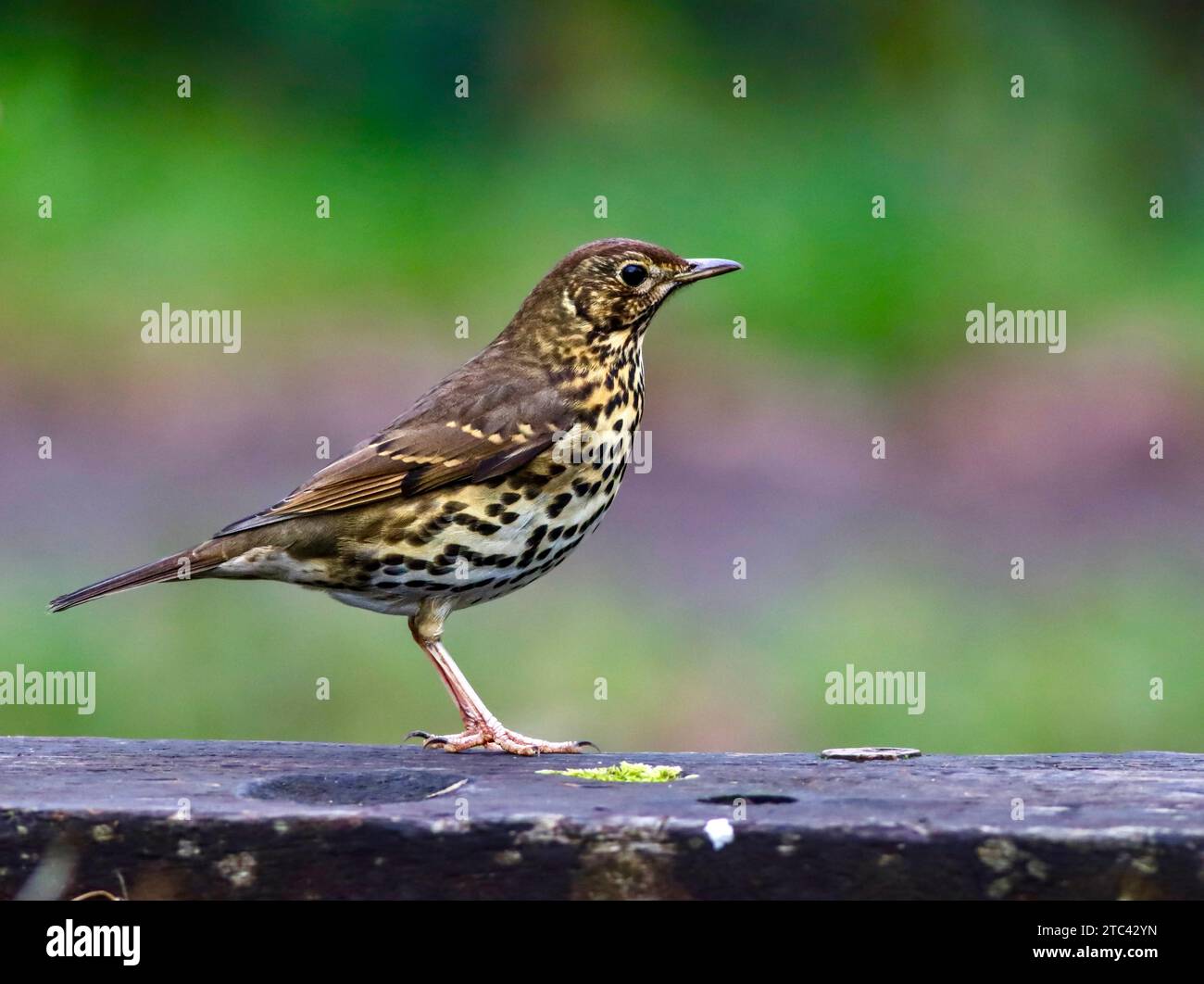 A small, brown and white Song thrush bird with black markings perched ...