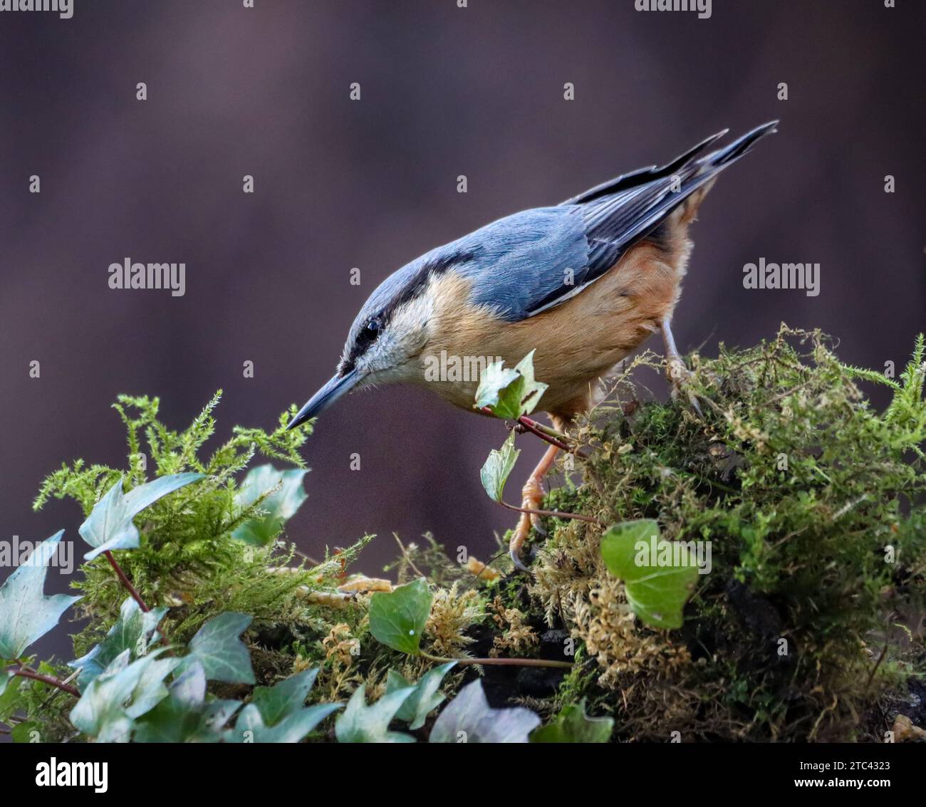 A small Nuthatch bird is perched on a mossy tree trunk, its beady eyes ...