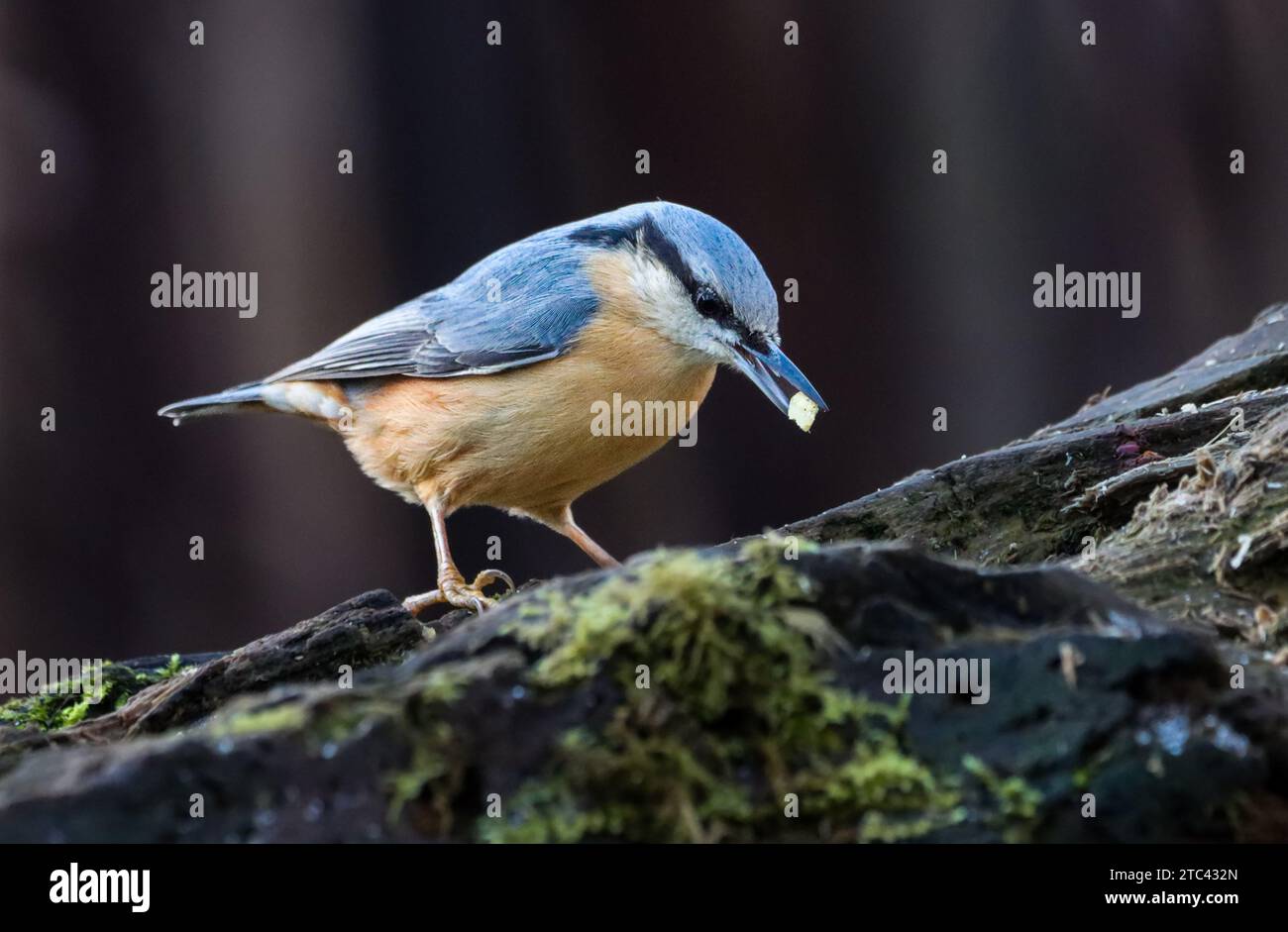 A small, blue-colored Nuthatch bird stands alone atop a rock, isolated ...