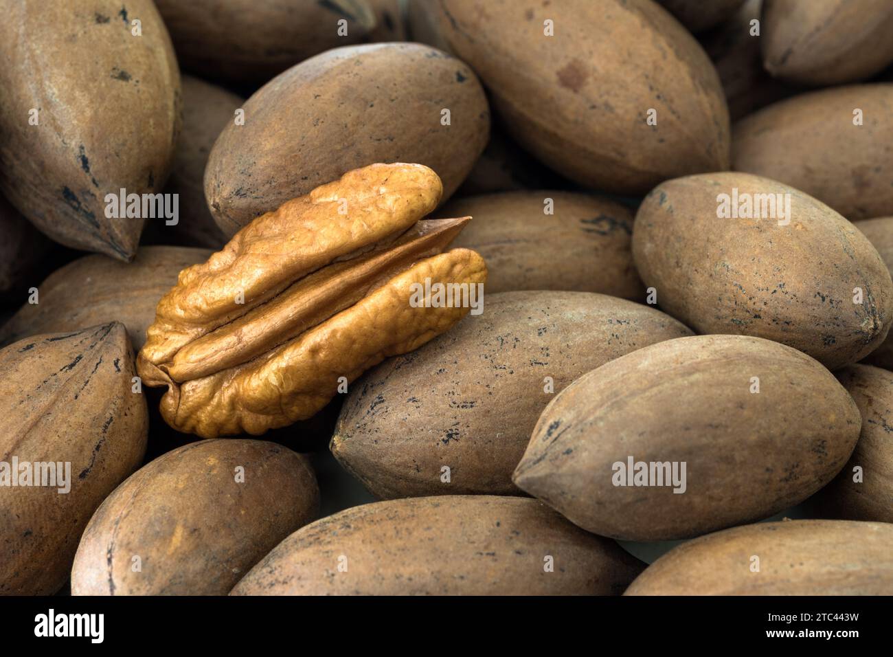 Pecan carya illinoinensis nut hi-res stock photography and images - Alamy