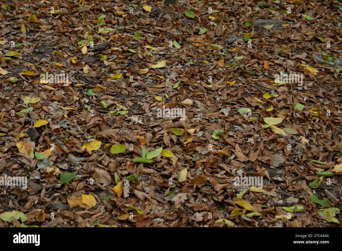 Autumn background: fallen autumn leaves cover the ground Stock Photo ...
