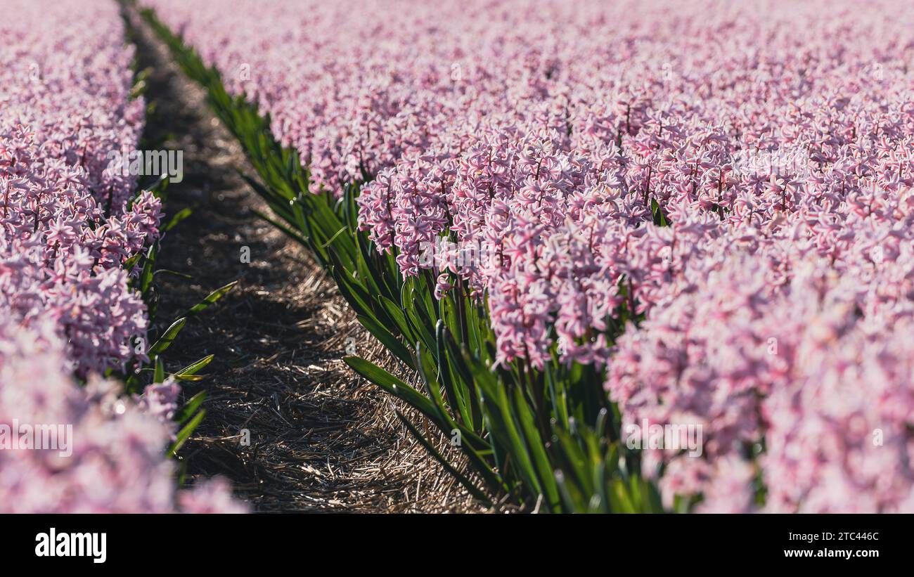 Background pink hyacinth flowering in spring field. meadow. Early ...