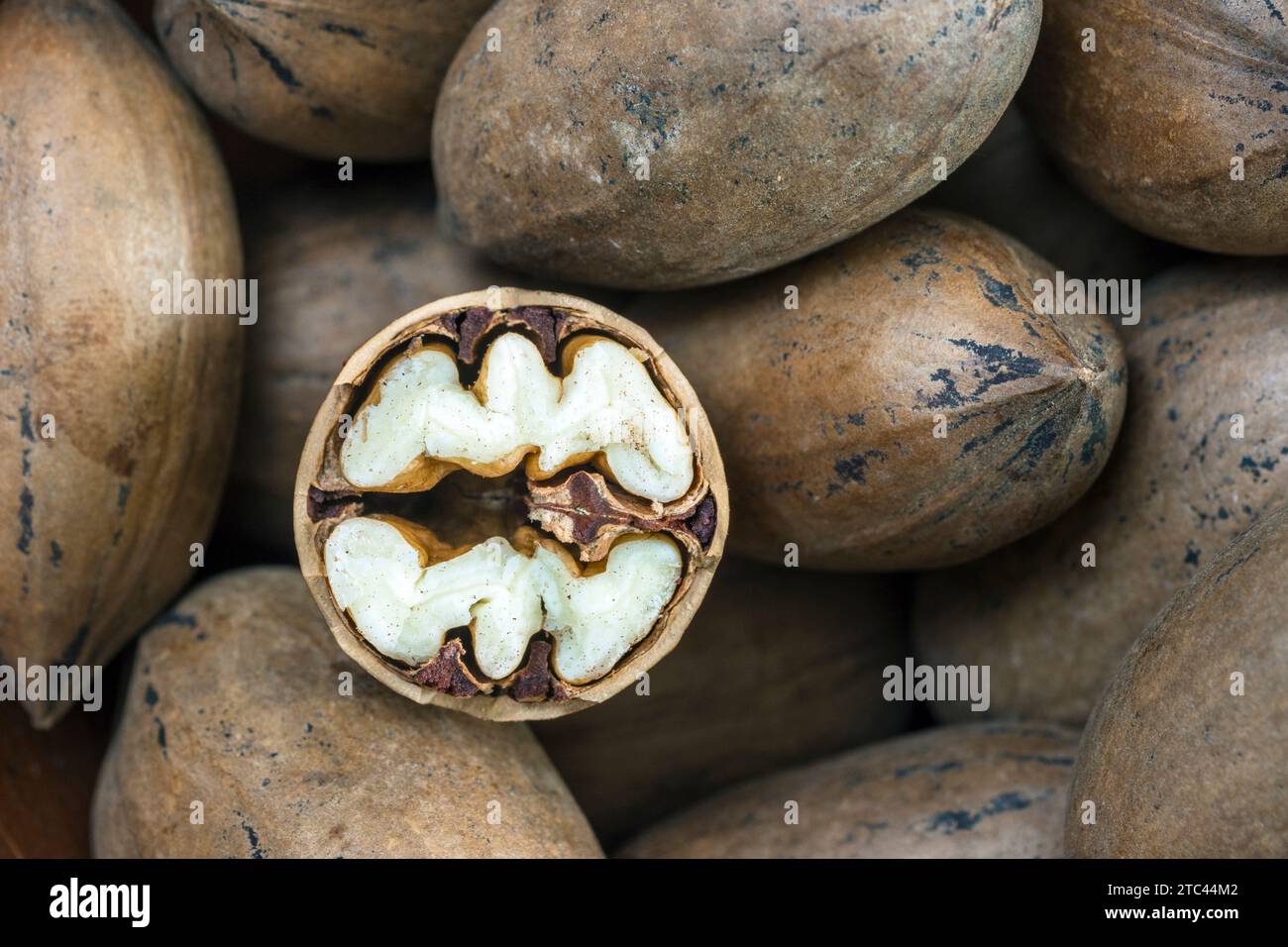 Cross section view of a Pecan nut Stock Photo - Alamy