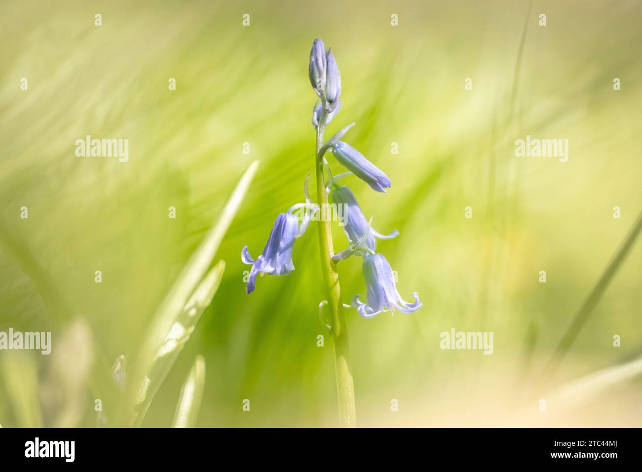 Purple Spanish bluebell flowers growing in a garden in spring Stock ...