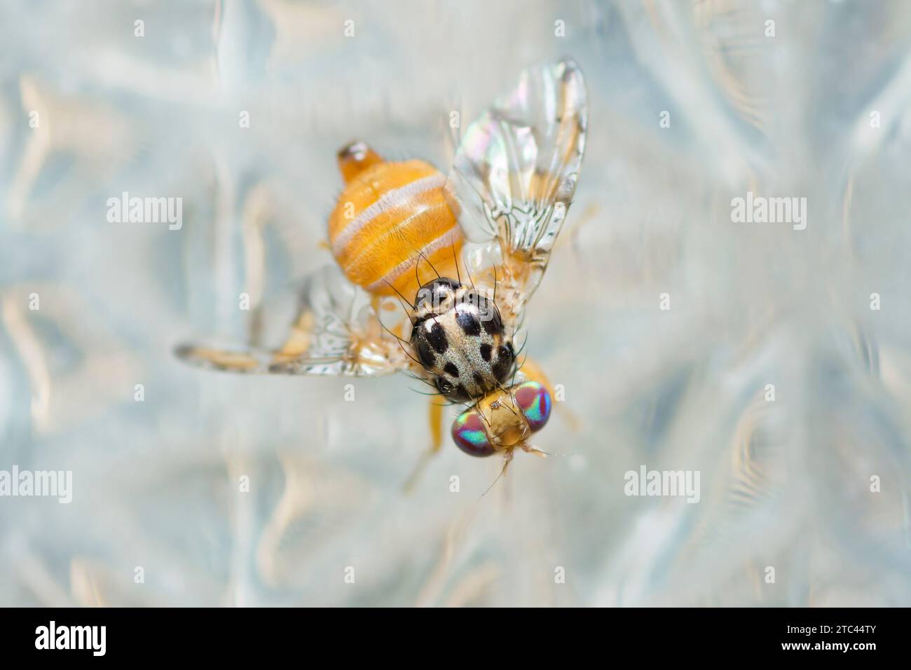 Mediterranean fruit fly on glass window, Ceratitis Capitata Stock Photo ...