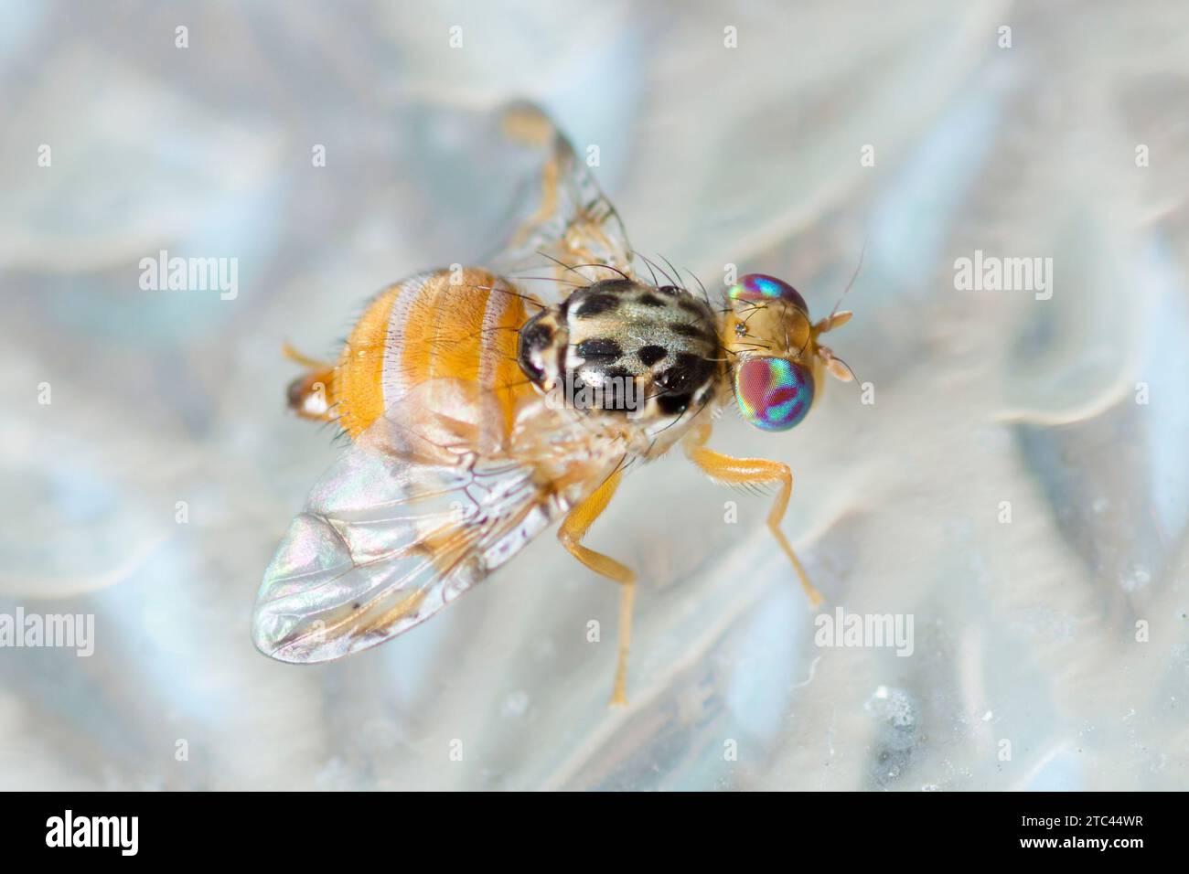 Mediterranean fruit fly on glass window, Ceratitis Capitata Stock Photo ...