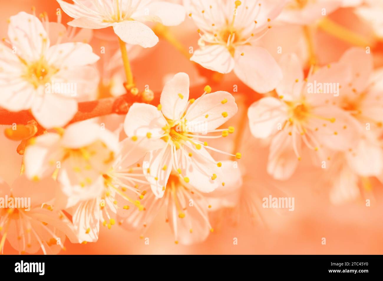 Close up sakura or cherry blossom toned in Peach Fuzz color. Peach ...