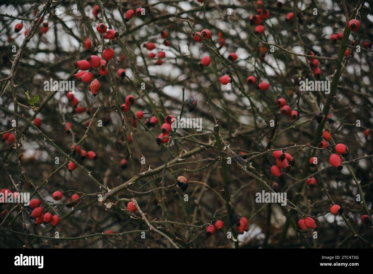 Rosehip close-up on the branches of a bush. Ripe rose hips grow in the ...