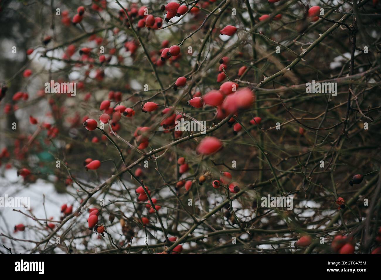 Rosehip close-up on the branches of a bush. Ripe rose hips grow in the ...