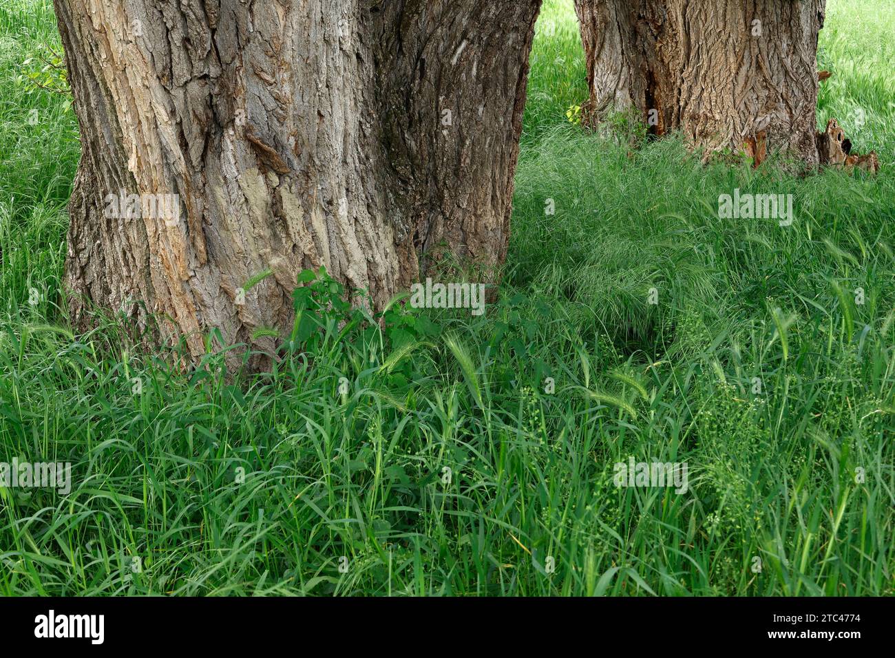 National park lunca muresului hi-res stock photography and images - Alamy