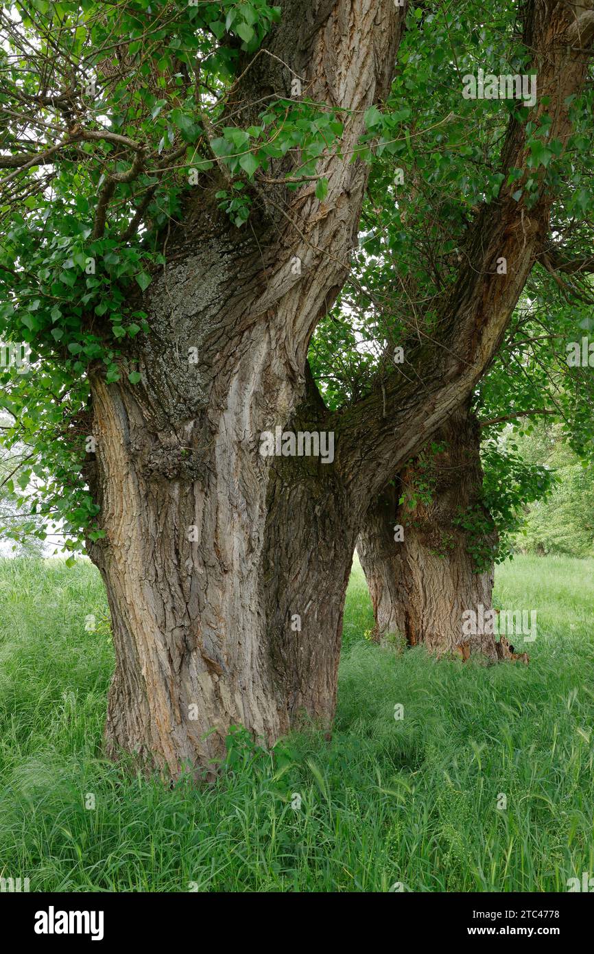 National park lunca muresului hi-res stock photography and images - Alamy