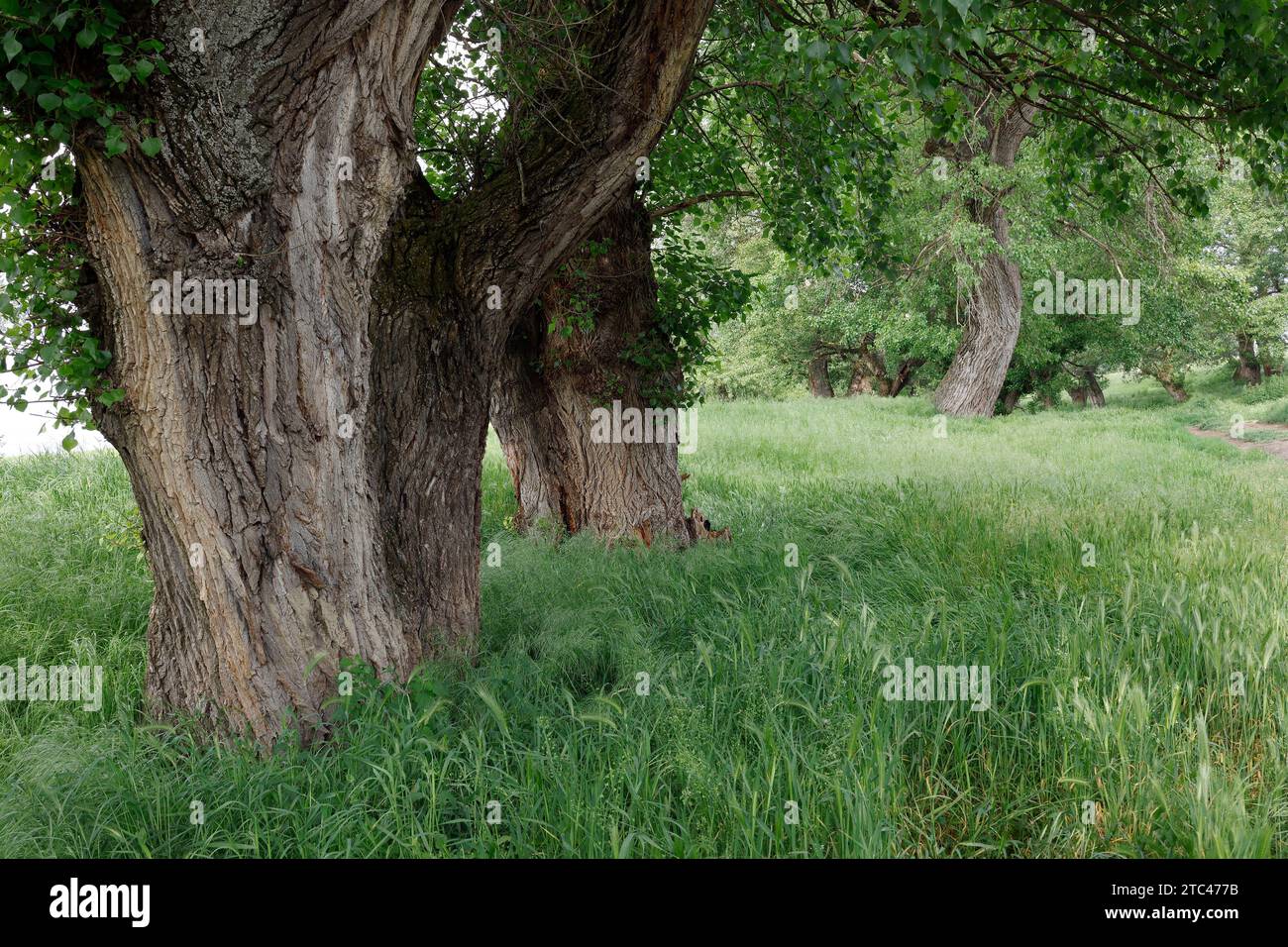 Lunca muresului hi-res stock photography and images - Alamy