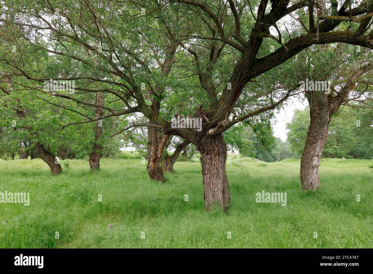 National Park Lunca Muresului, Arad, Romania Stock Photo - Alamy