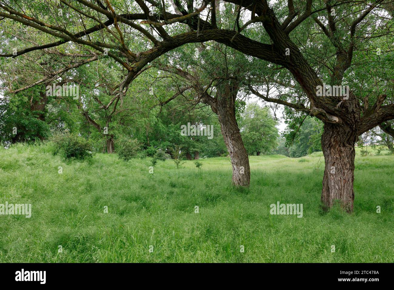 Lunca muresului hi-res stock photography and images - Alamy