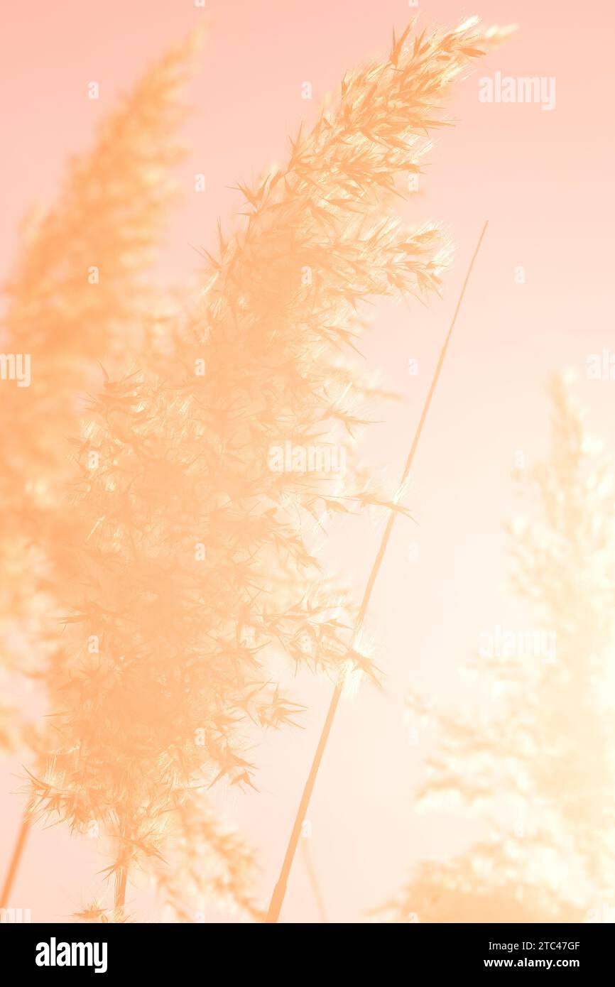 Pampas grass against a background of sun ray of Peach Fuzz color ...