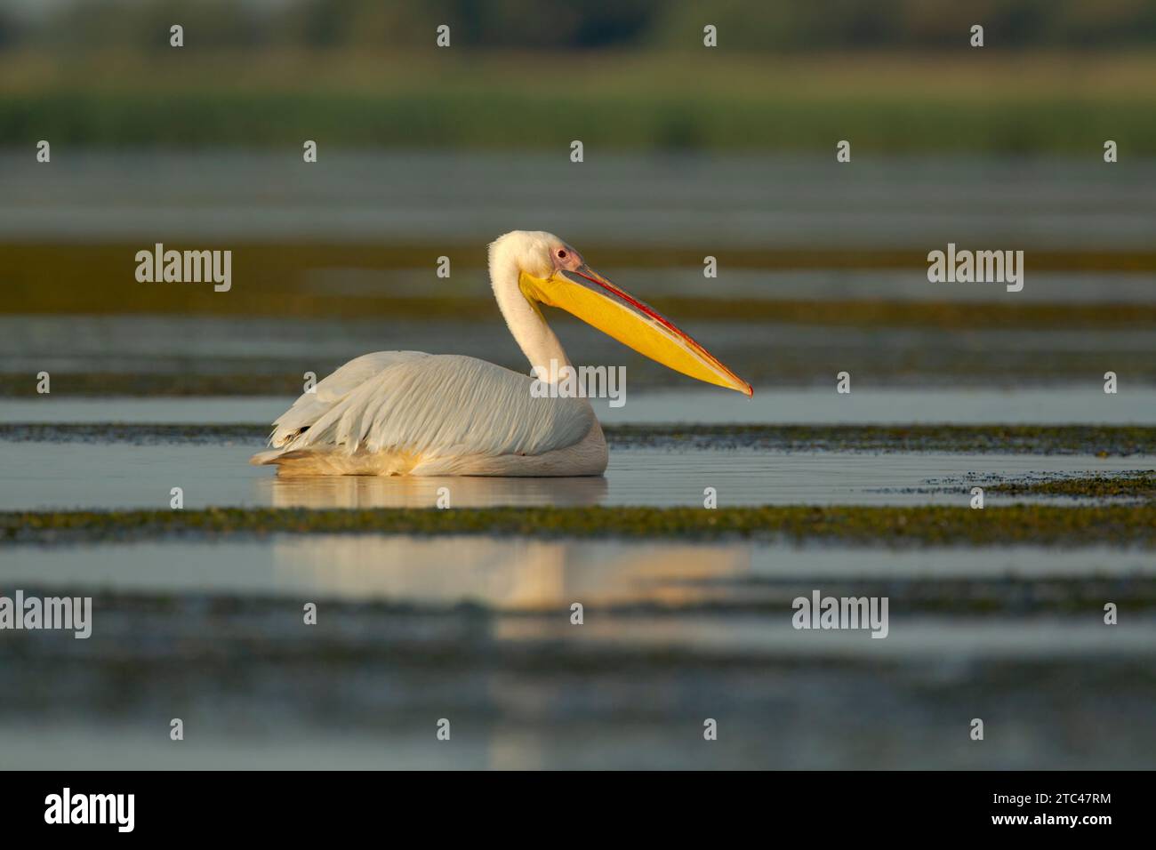 European white pelican (Pelecanus onocrotalus) in warm light swimming ...
