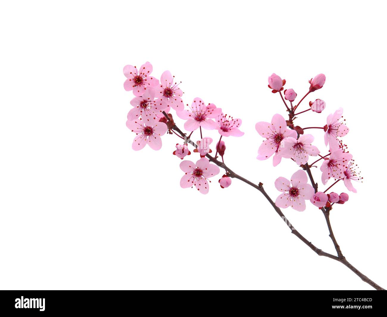 Pink spring cherry blossom. Cherry tree branch with spring pink flowers isolated on white Stock ...