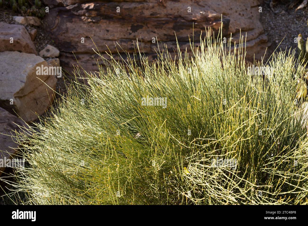 Ephedra plant hi-res stock photography and images - Alamy