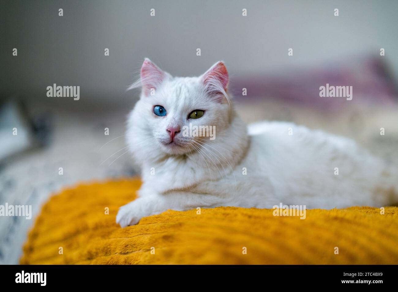 My enchanting cat, one eye green, one blue, embodies captivating allure ...