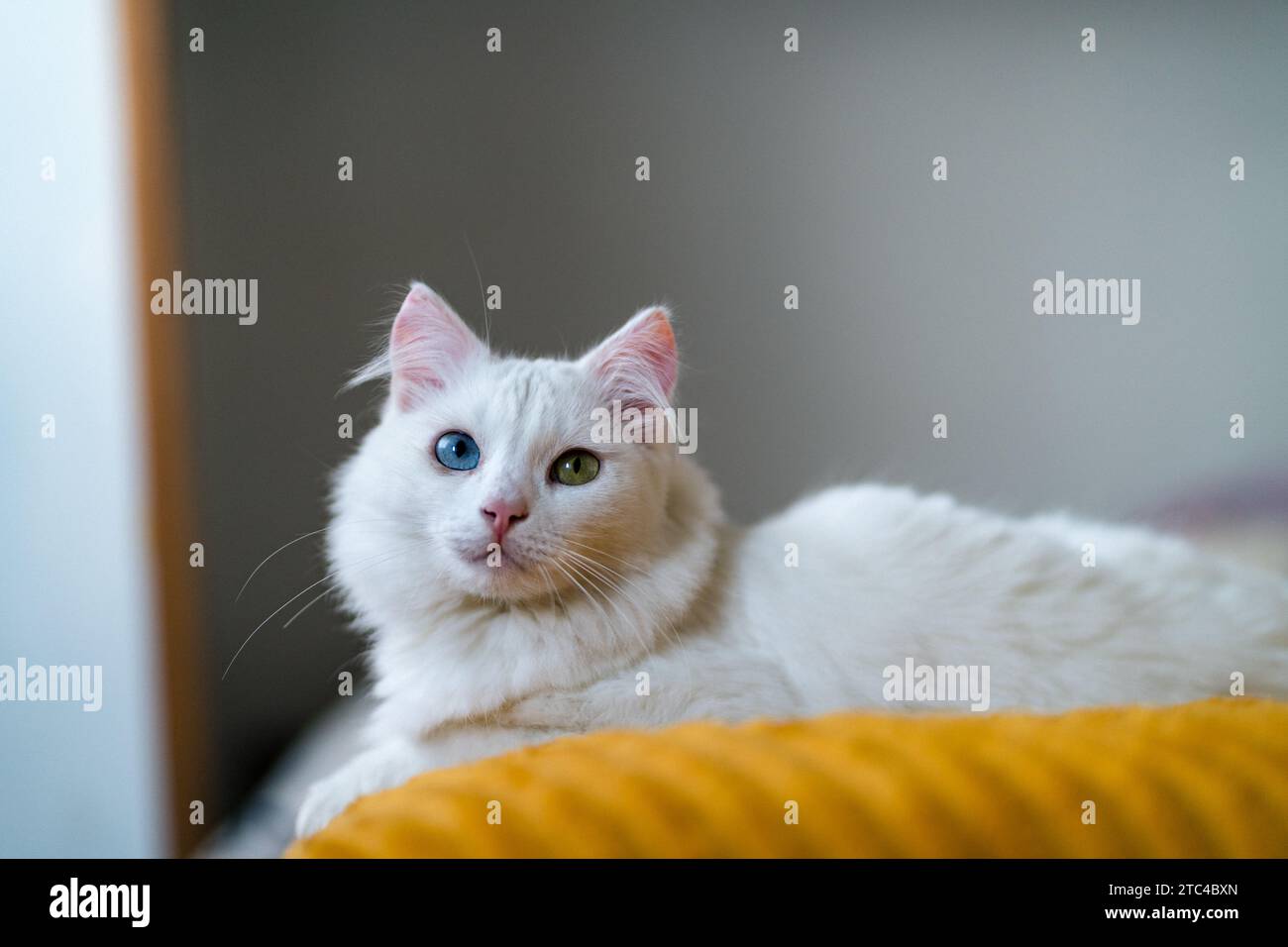 My enchanting cat, one eye green, one blue, embodies captivating allure ...