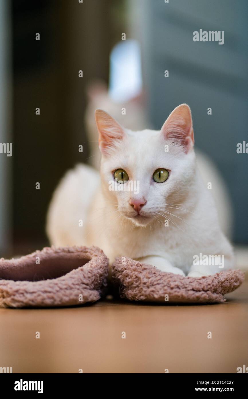 Curious pose hi-res stock photography and images - Alamy