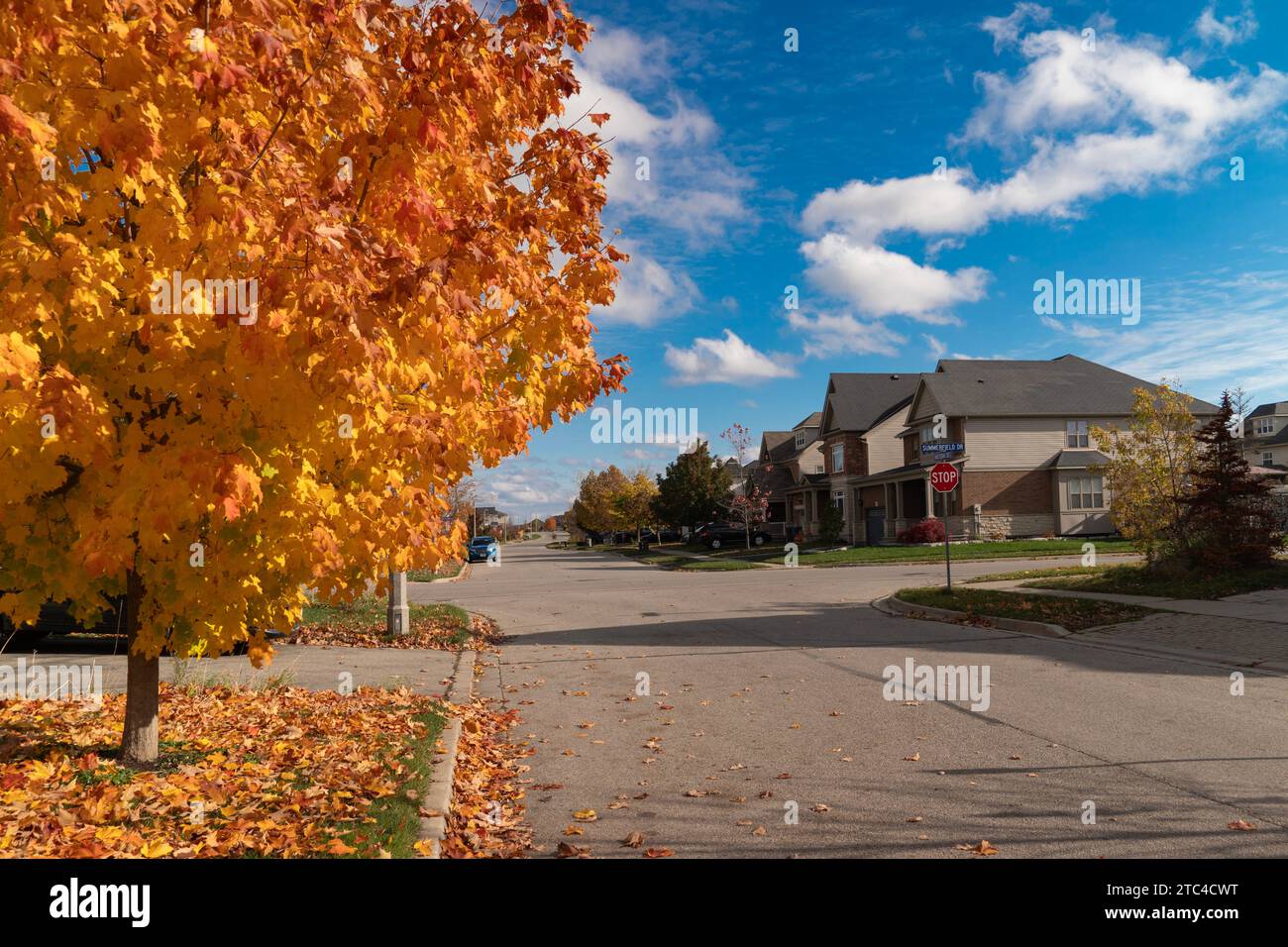Autumn street with golden maples in warm October Stock Photo - Alamy