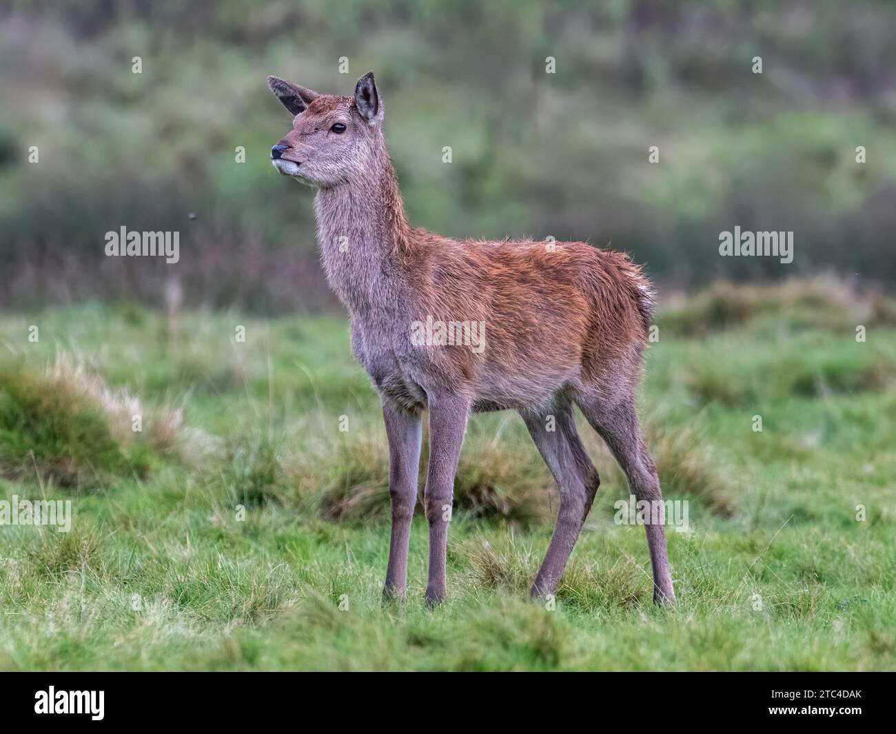 Red Deer Calf Stock Photo - Alamy