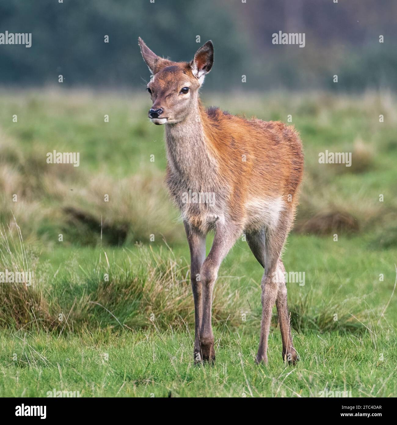Red Deer Calf Stock Photo - Alamy