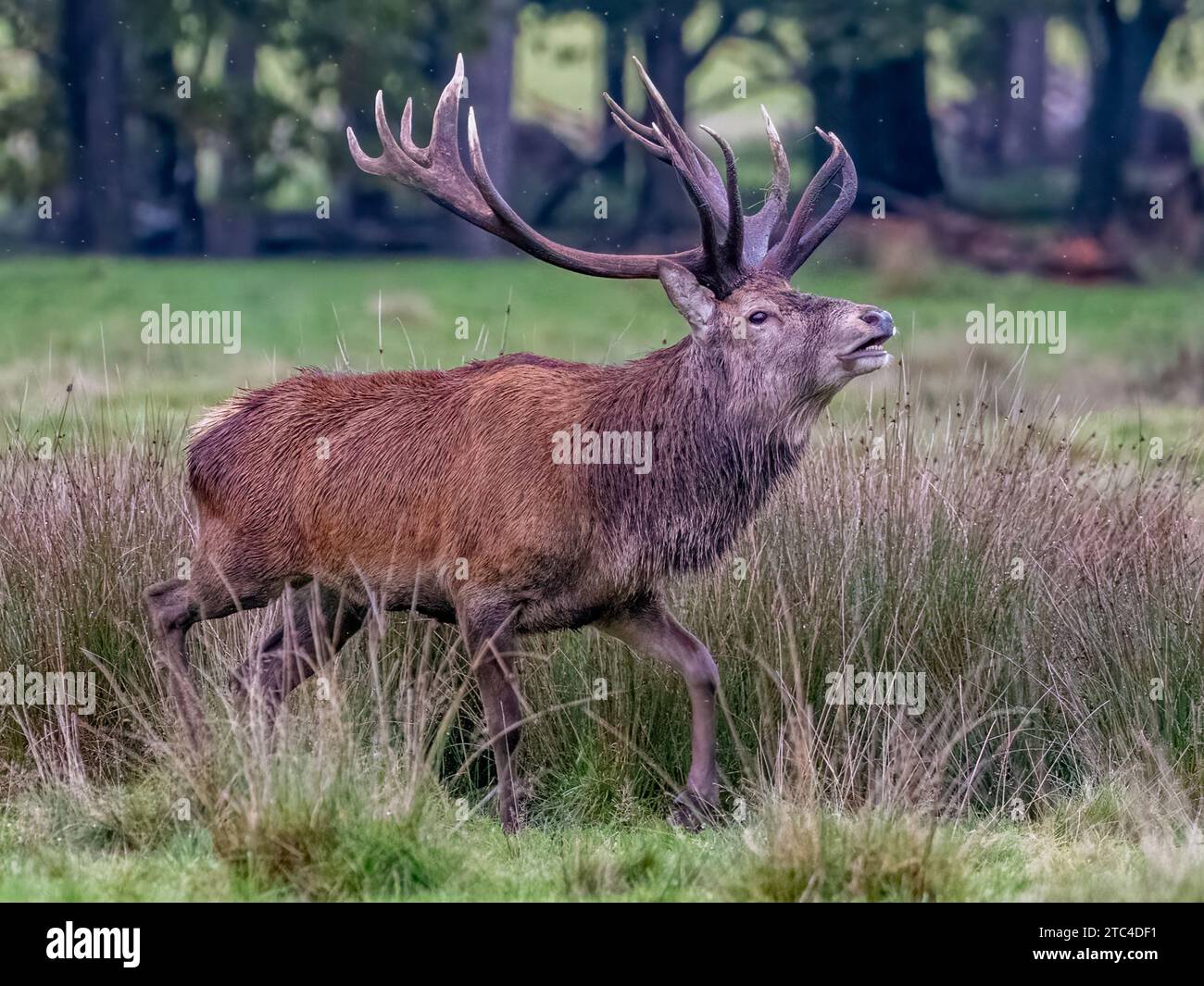 Red Deer Stag Stock Photo - Alamy