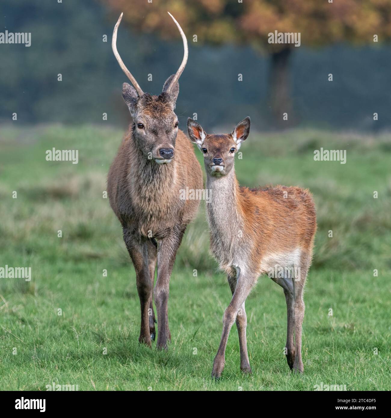 Young red deer calf hi-res stock photography and images - Alamy