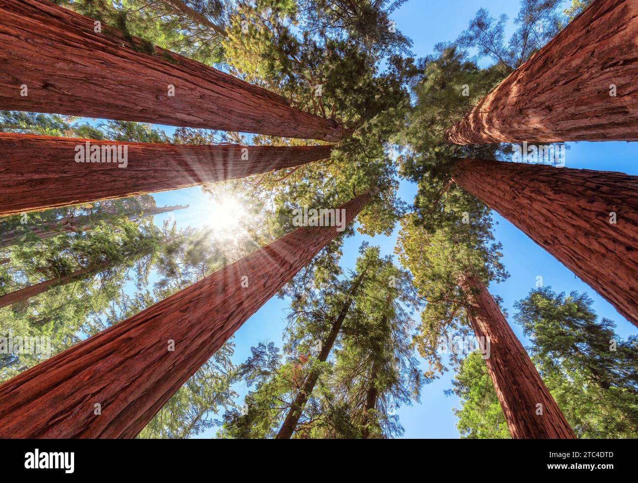 Sequoia national park hi-res stock photography and images - Alamy