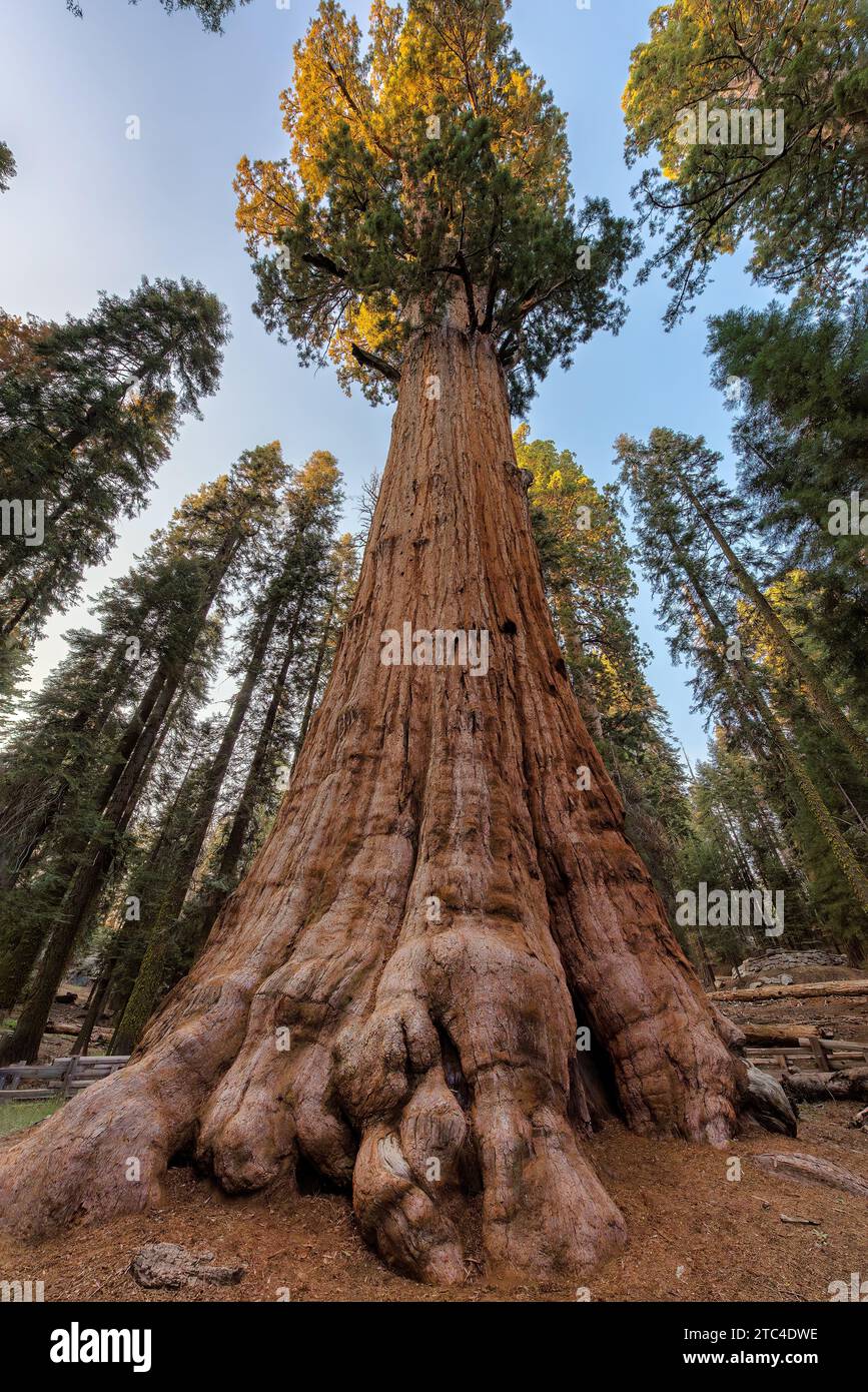 Giant sequoia hi-res stock photography and images - Alamy
