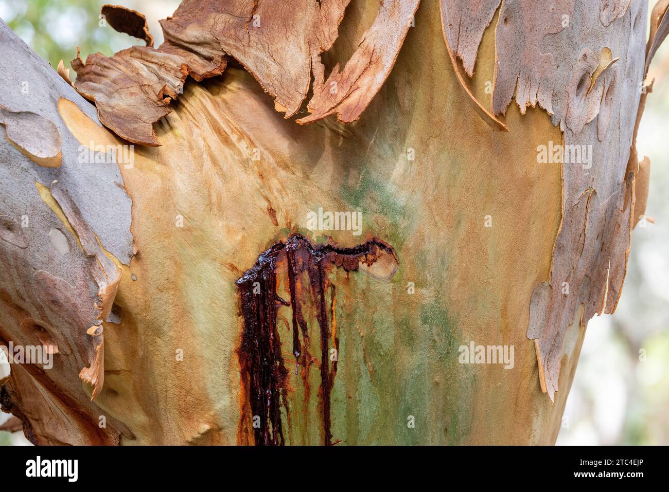Oozing tree sap hi-res stock photography and images - Alamy
